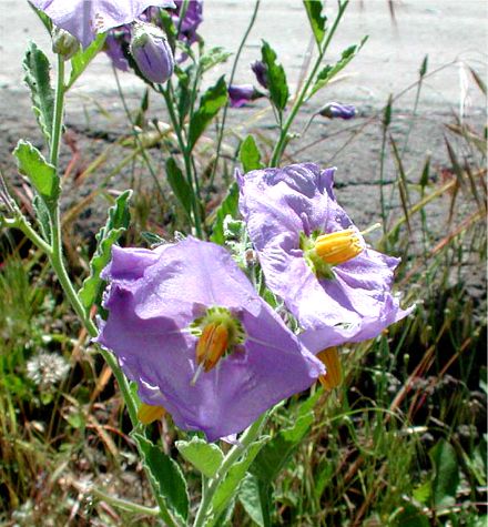 Wildflowers