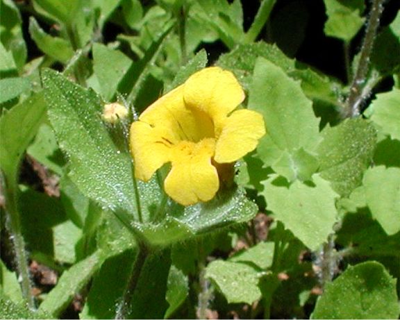 Wildflowers