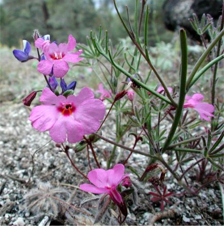 Wildflowers